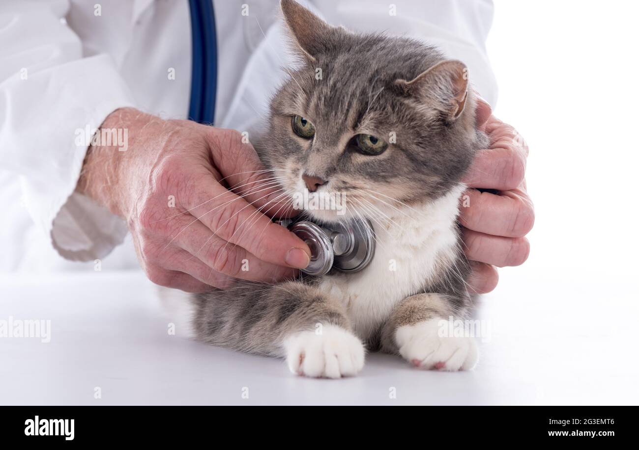 Veterinarian examining a cat with stethoscope Stock Photo - Alamy