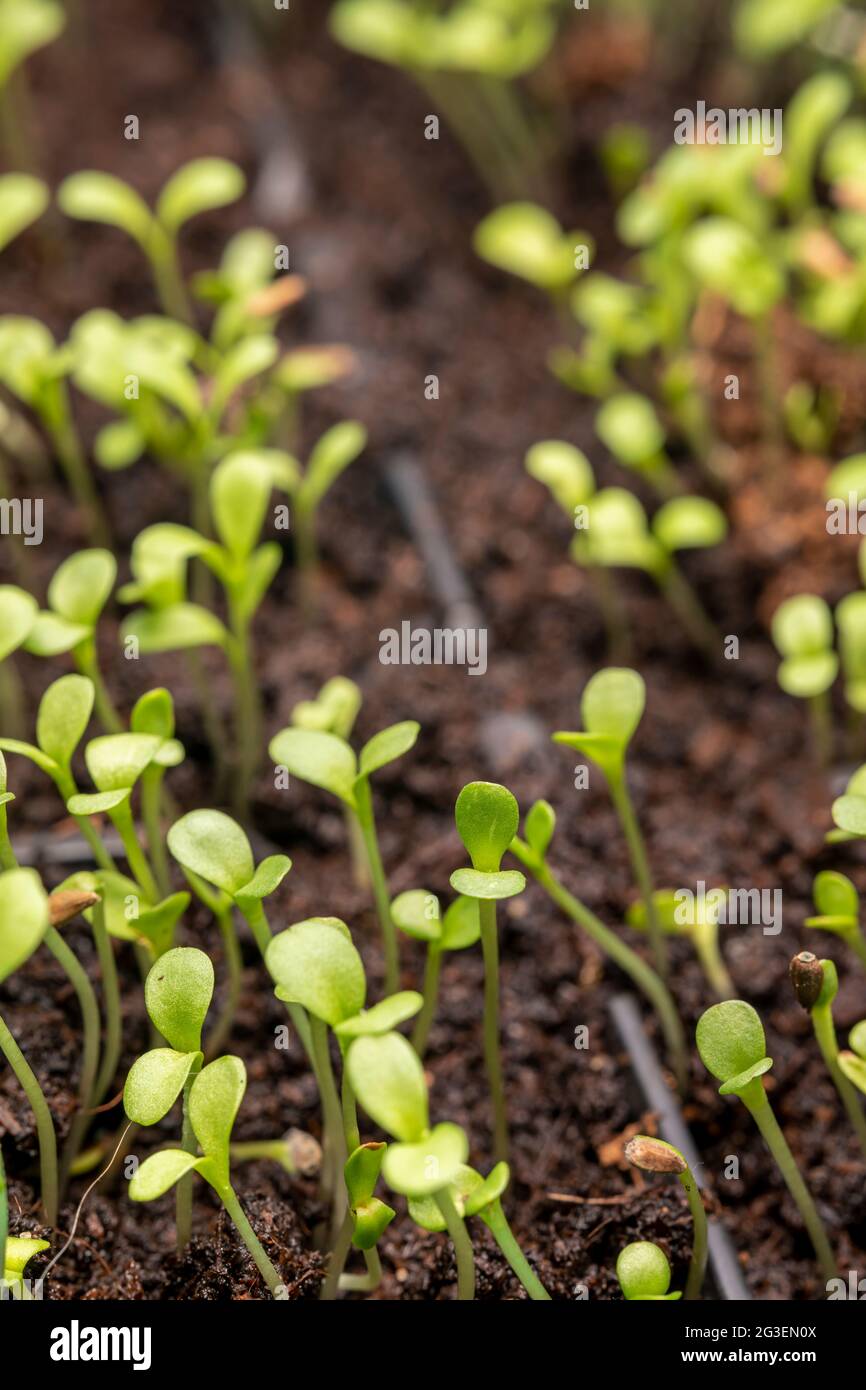 Aster seedlings hi-res stock photography and images - Alamy