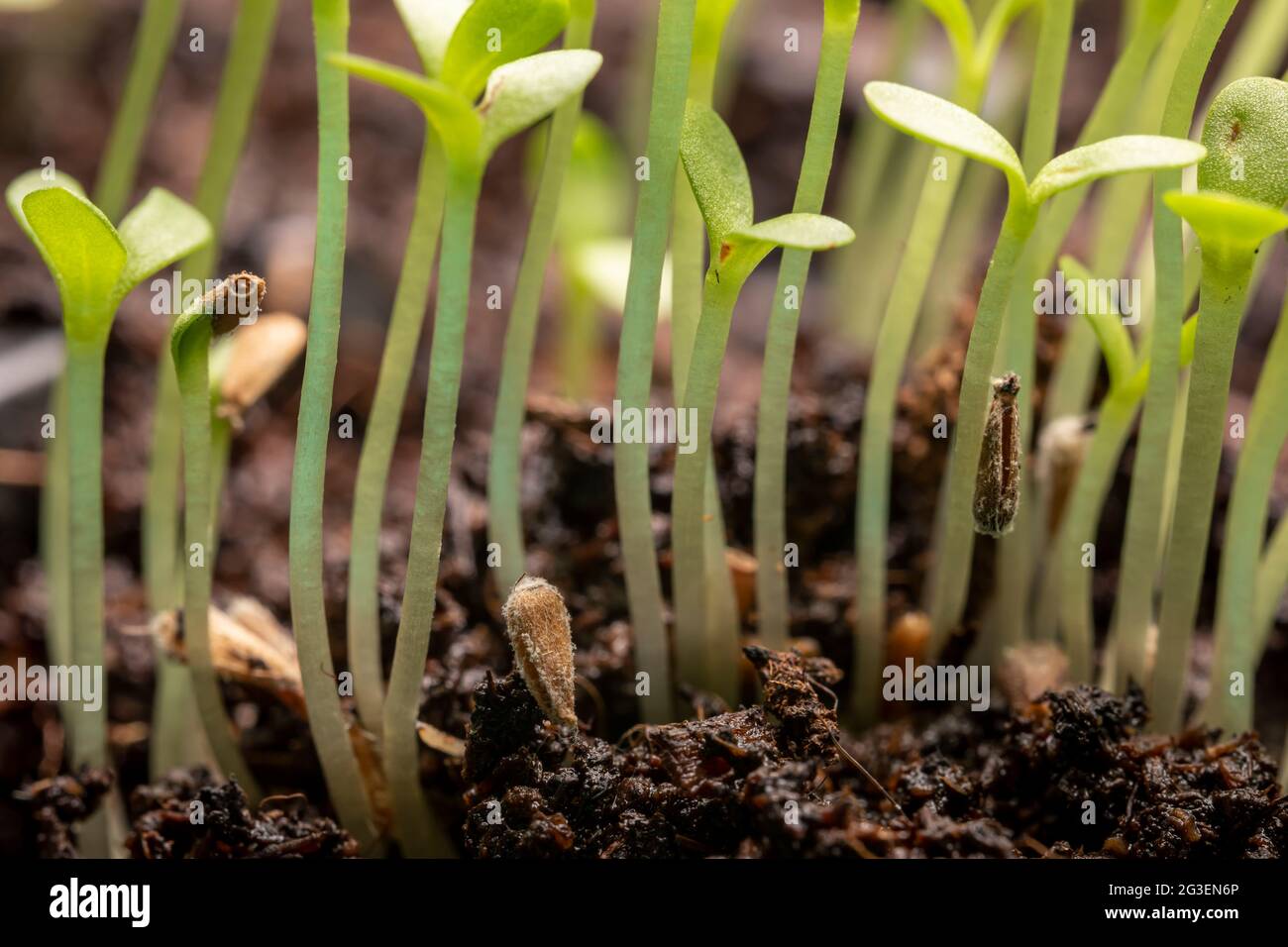 Aster seeds hi-res stock photography and images - Alamy