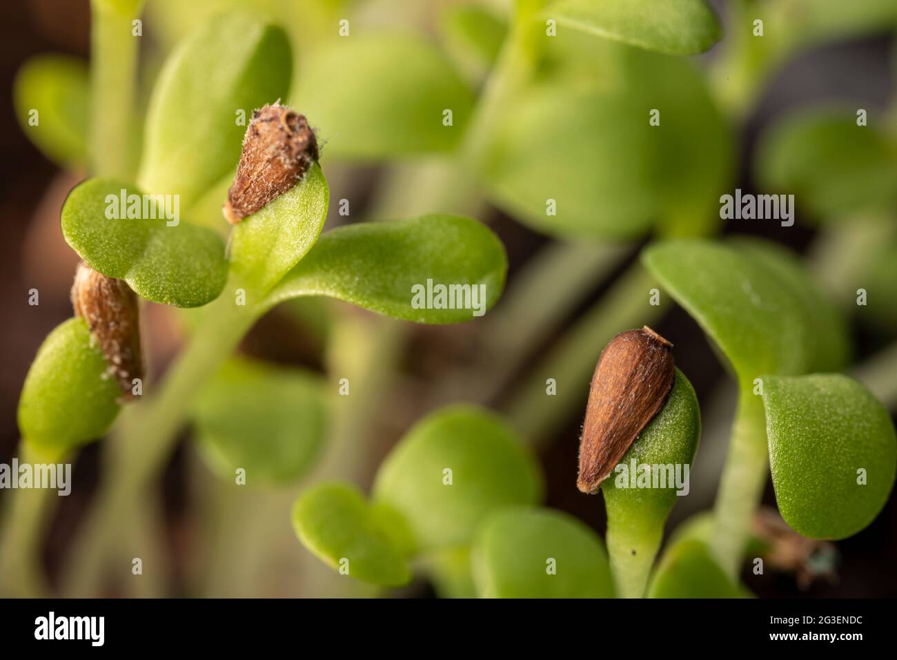 Fresh sprouts of aster seeds close-up. Growing plants of seedlings ...