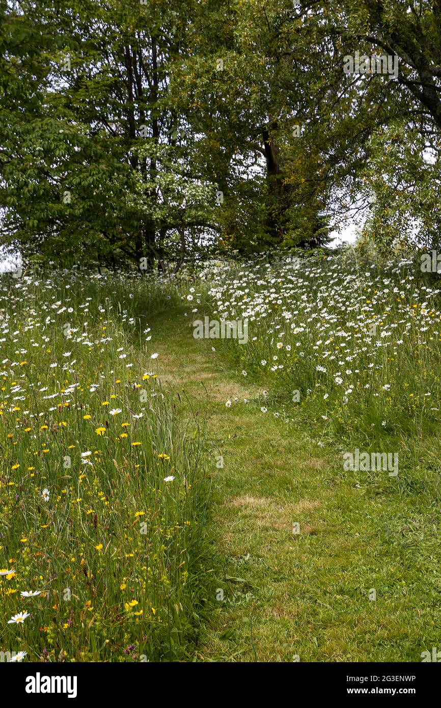 Path through wild flower meadow Stock Photo - Alamy