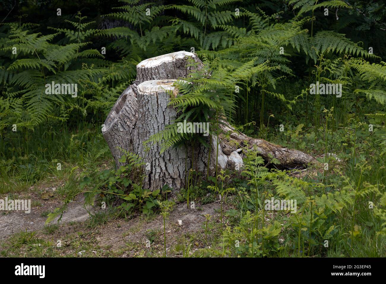 Surrounded by the ferns hi-res stock photography and images - Alamy