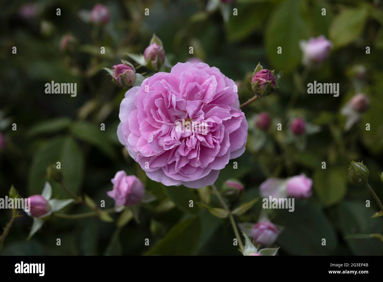 Open double pink rose with buds Stock Photo - Alamy