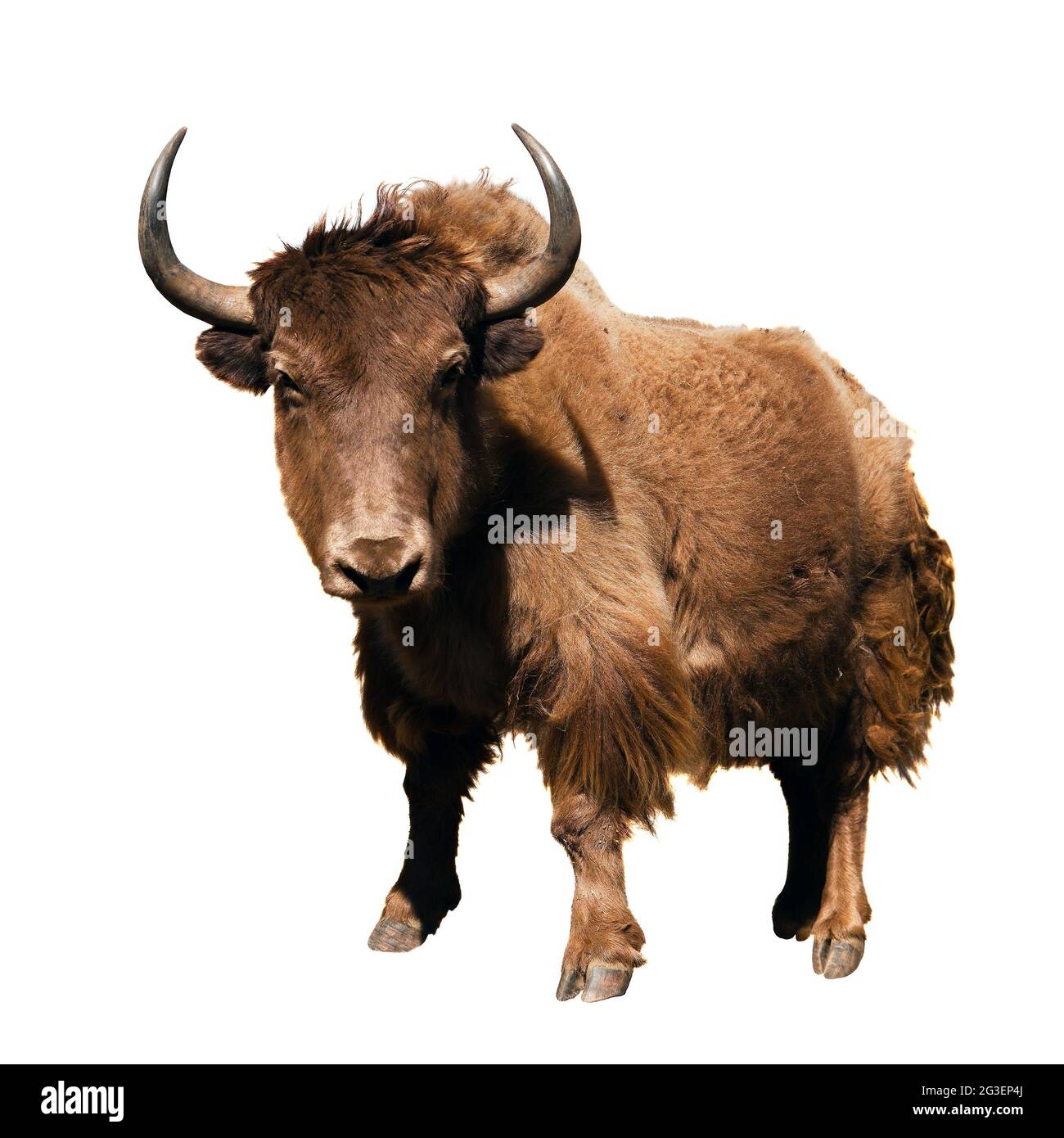 brown yak (Bos mutus) isolated on white background Stock Photo - Alamy