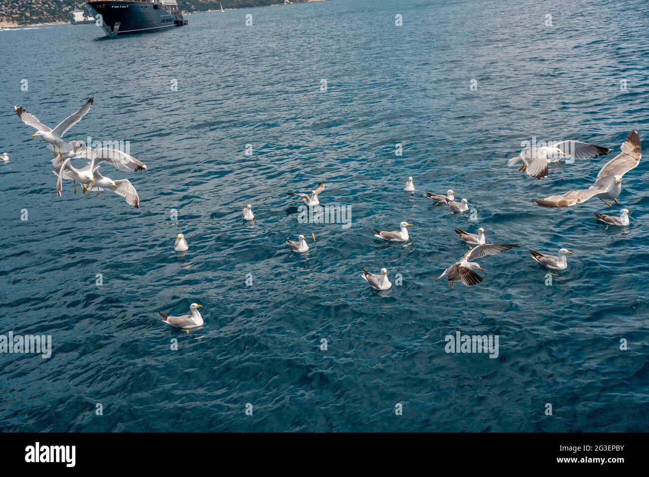 Seagull Diving Into Sea High Resolution Stock Photography and Images ...