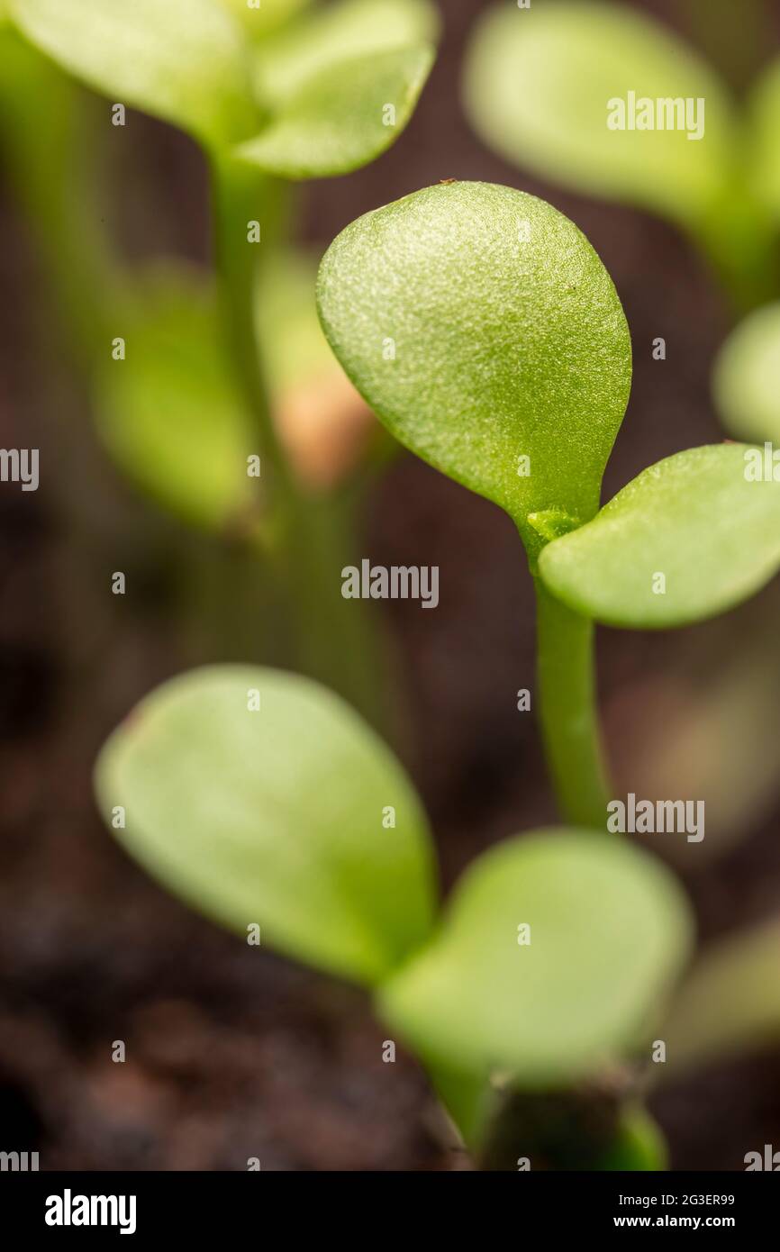 Fresh sprouts of aster seeds close-up. Growing plants of seedlings ...