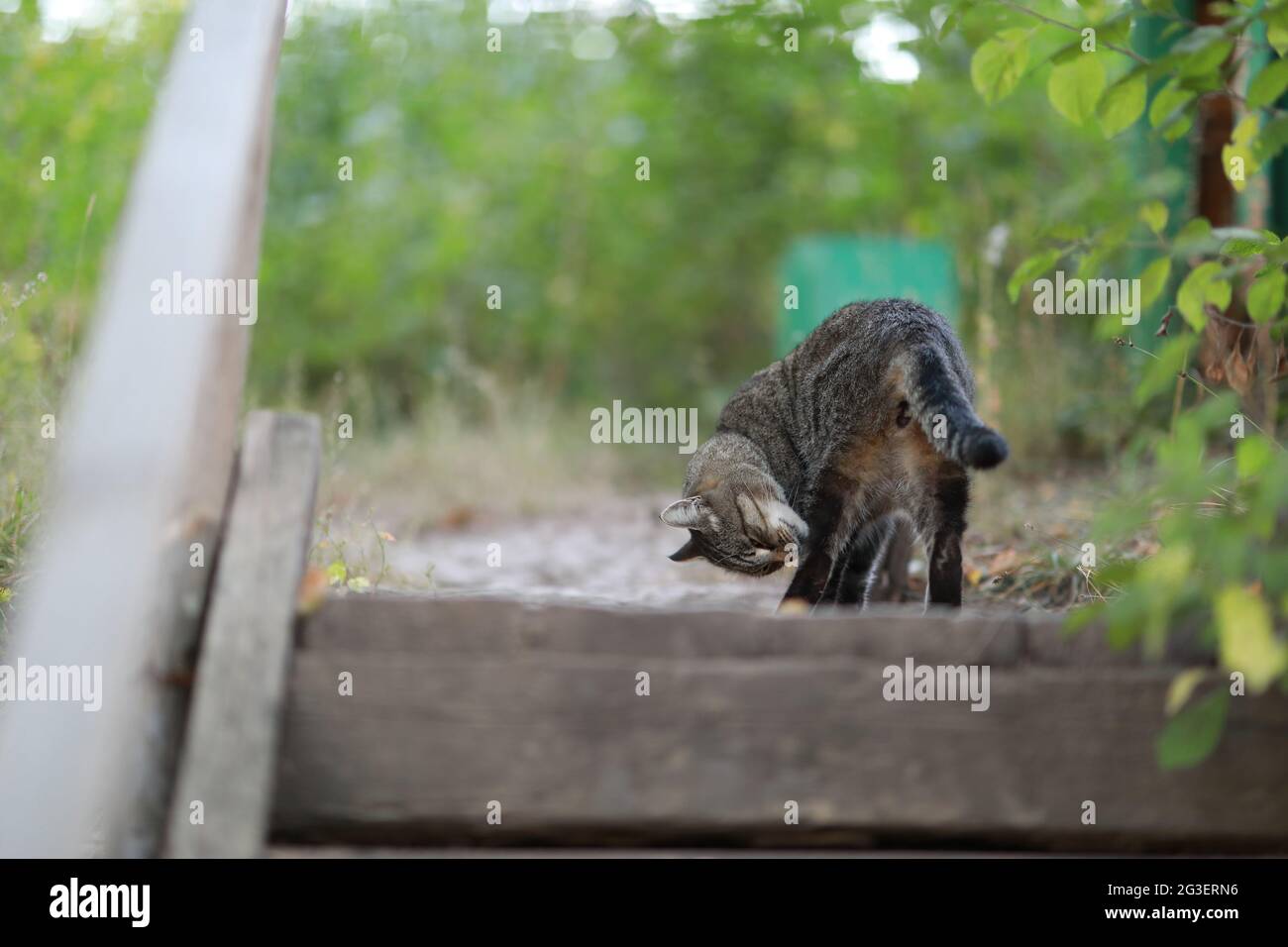 beautiful pet pet cat for a walk near the river Stock Photo - Alamy