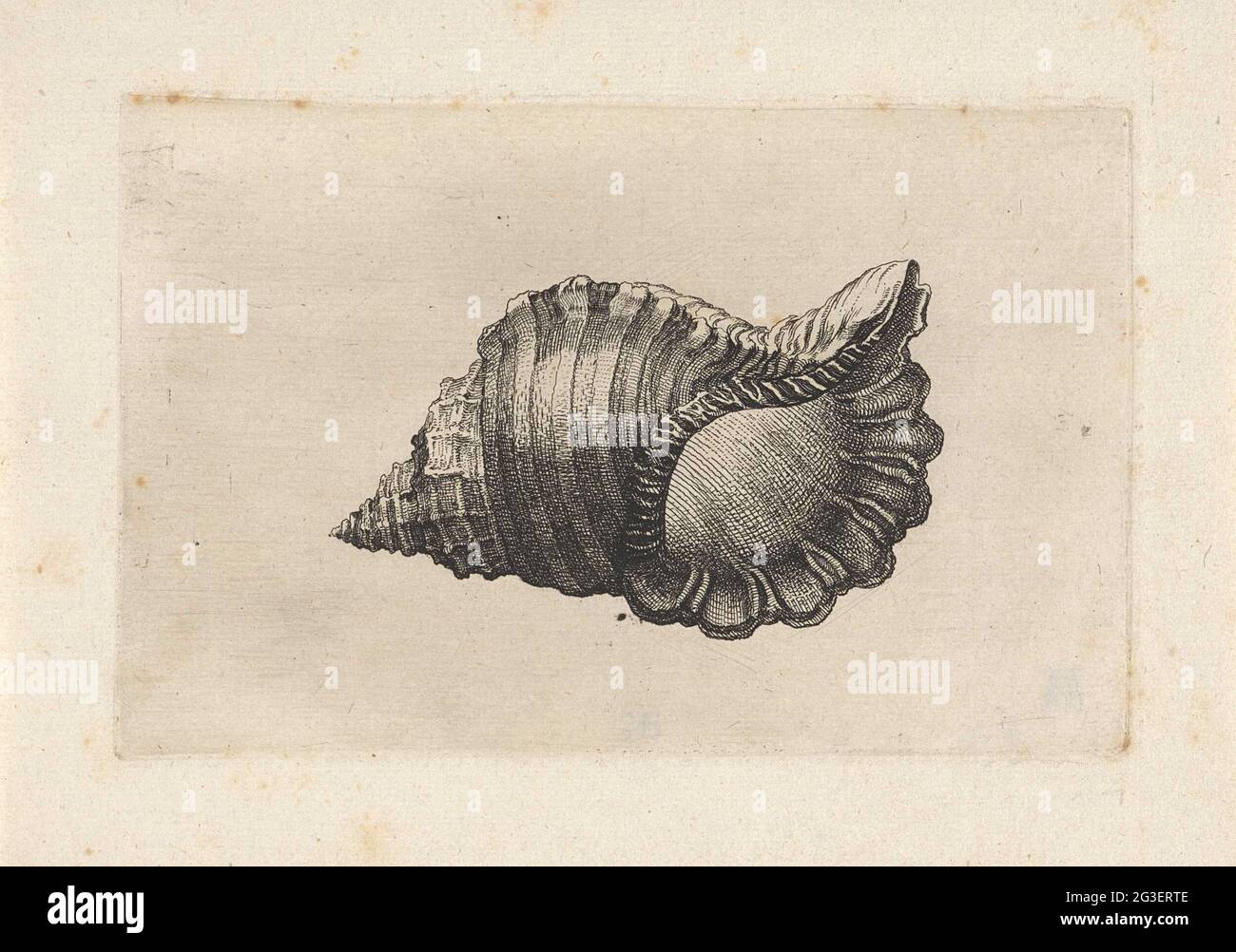 Shell, cymatium partheneum; Shells Stock Photo - Alamy