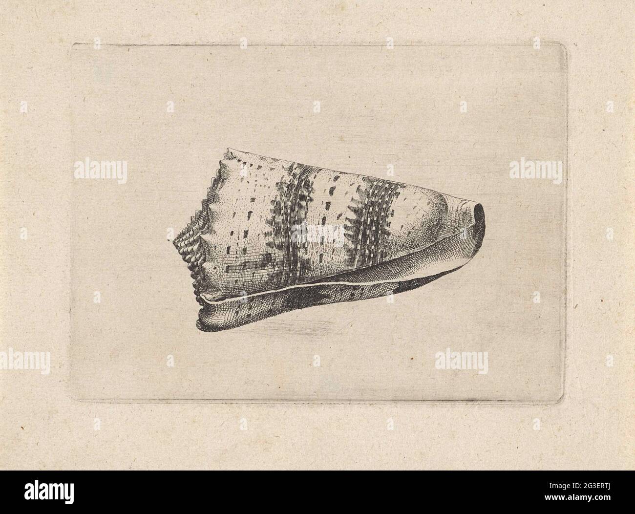 Shell, cone imperialis; Shells Stock Photo - Alamy