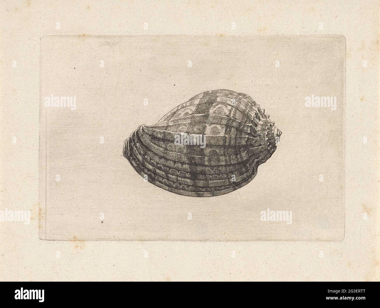 Harpa major hi-res stock photography and images - Alamy