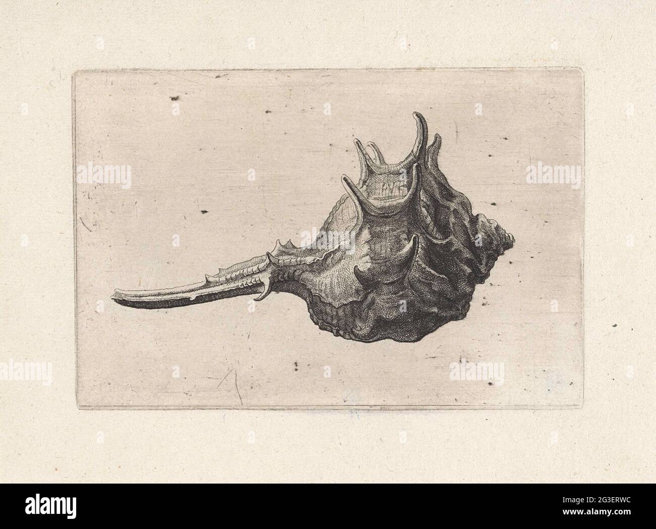 Shell, Murex Brevispina; Shells Stock Photo - Alamy