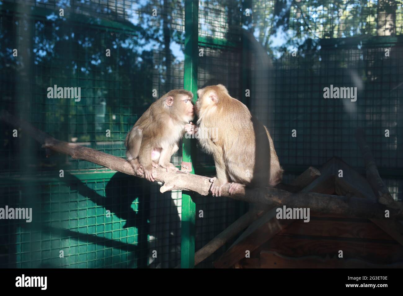 Monkeys close up hi-res stock photography and images - Alamy