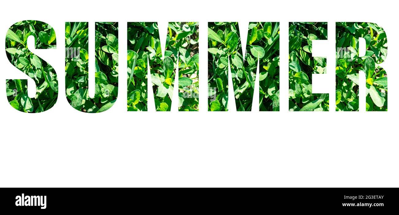 The word SUMMER from green grass isolated on white background. Elements ...