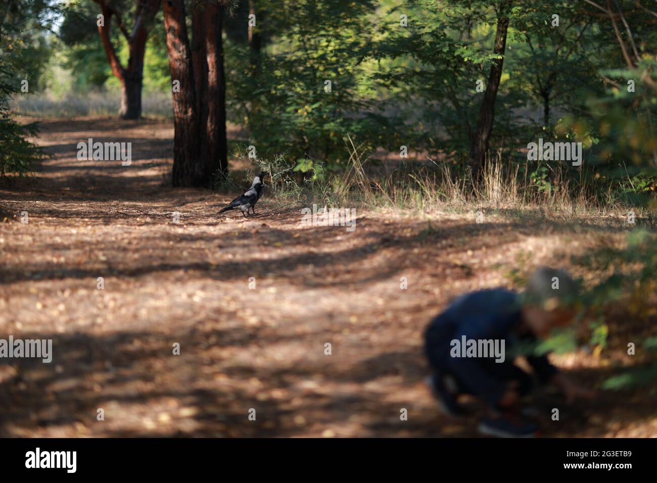 big hooded crow in a quiet forest close-up Stock Photo - Alamy