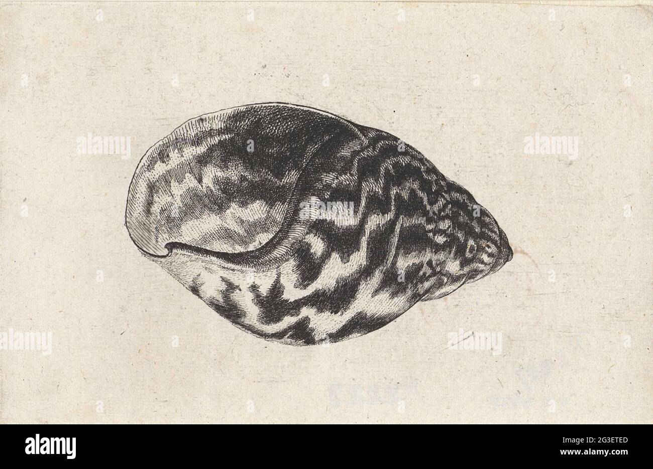 Shell, Achatina Achatina; Shells Stock Photo - Alamy