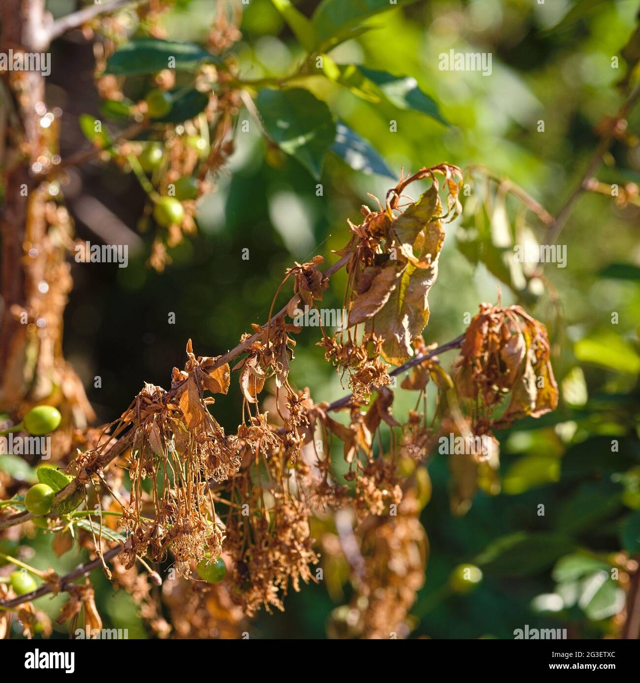 Sick leaves hi-res stock photography and images - Alamy