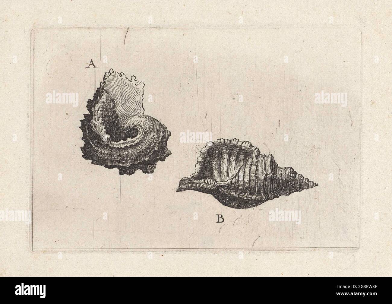 Shells, Angaria Delphinus (A) and Cymatium Pillare (B); Shells Stock ...