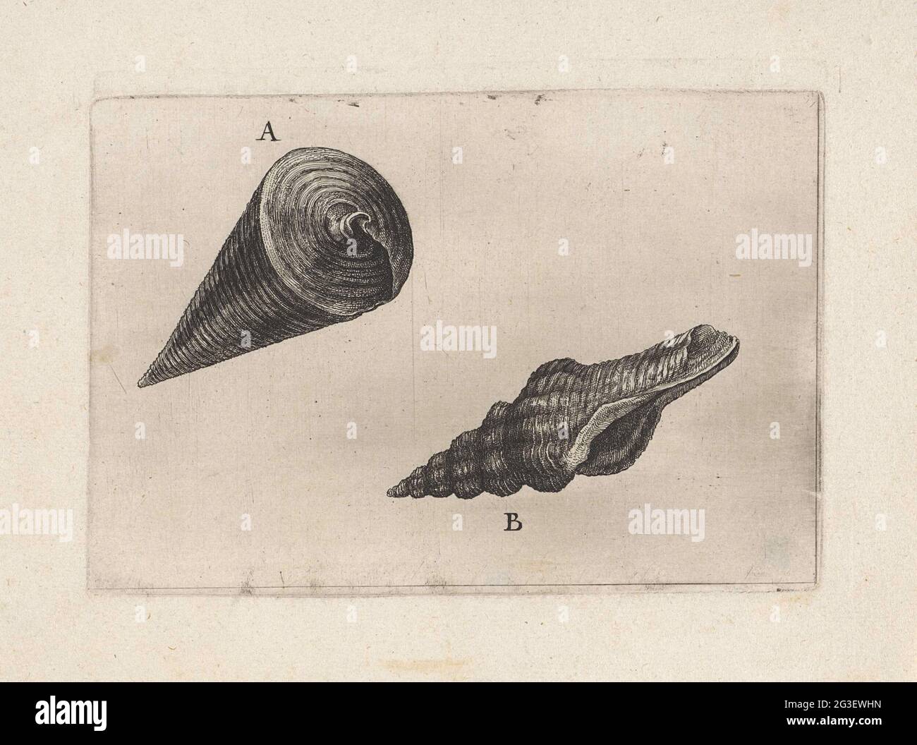 Telescopium telescopium hi-res stock photography and images - Alamy