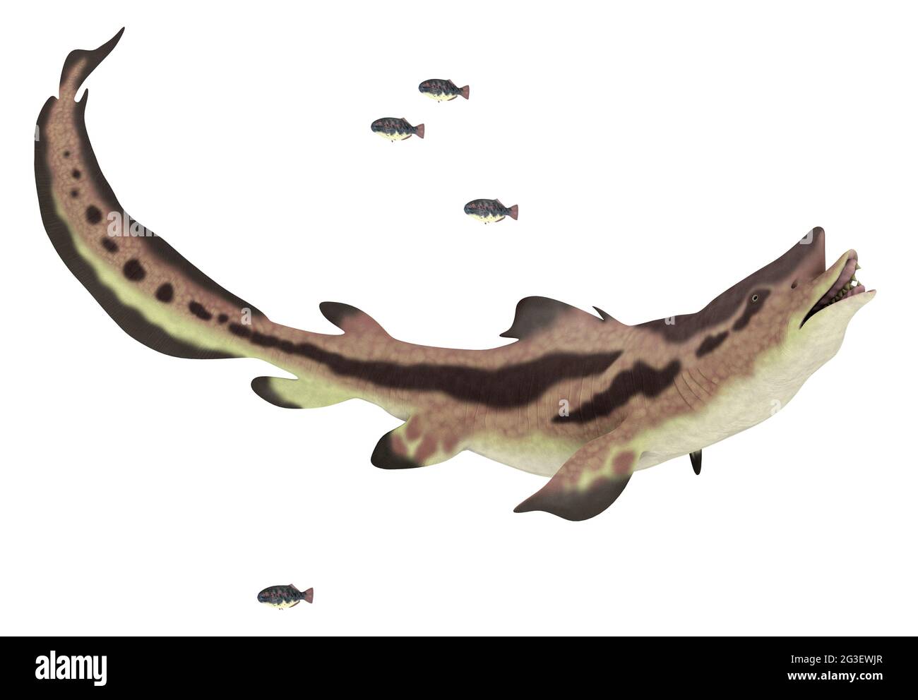 Prehistoric shark Edestus isolated on white background Stock Photo - Alamy
