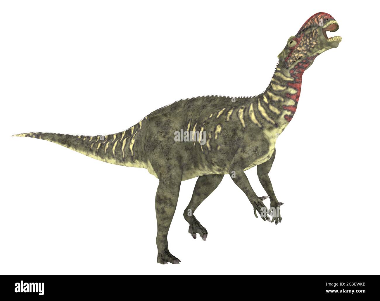 Dinosaur Altirhinus isolated on white background Stock Photo - Alamy