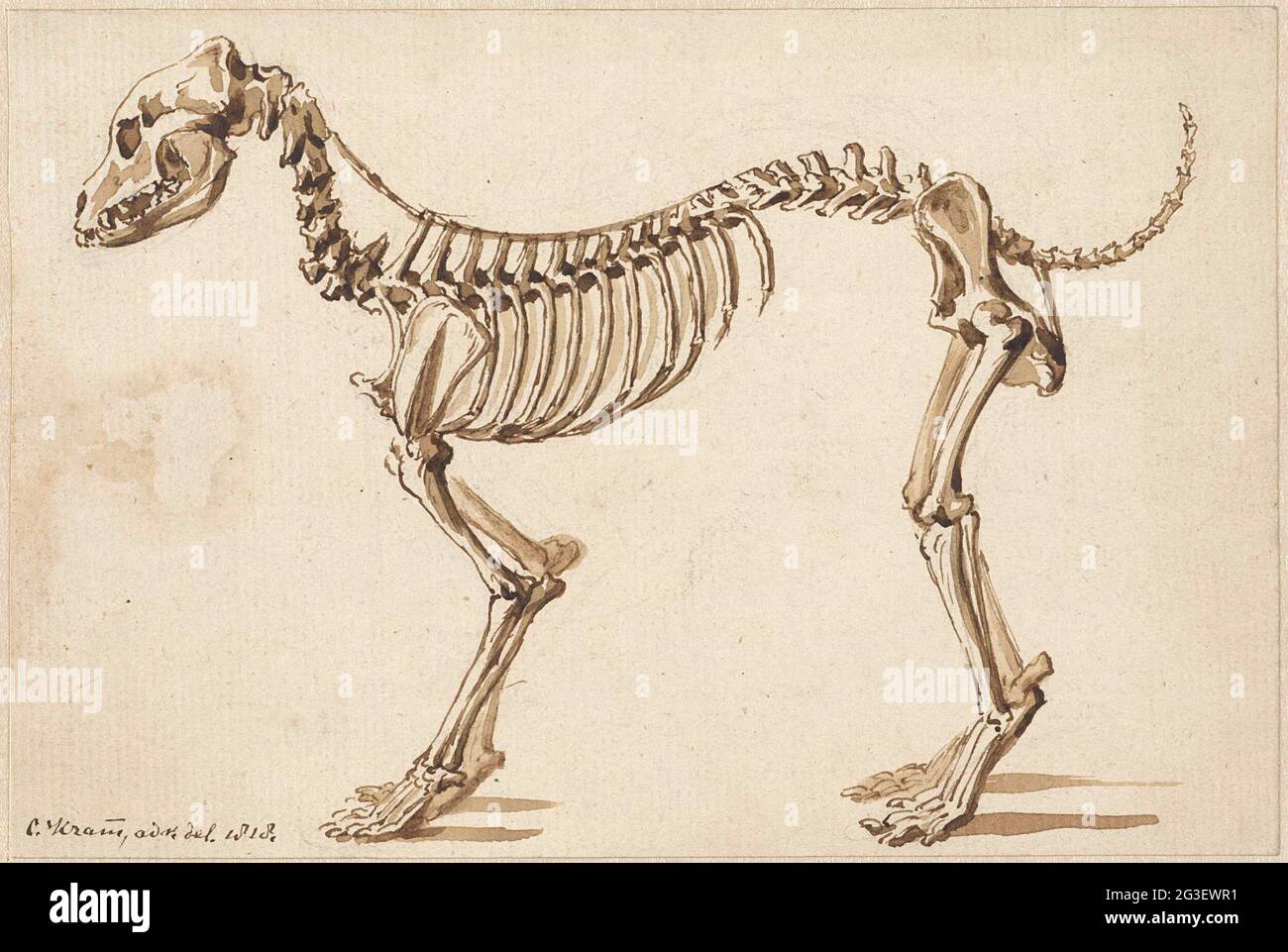 Skeleton of a dog from the side. Skeleton of a dog from the side ...