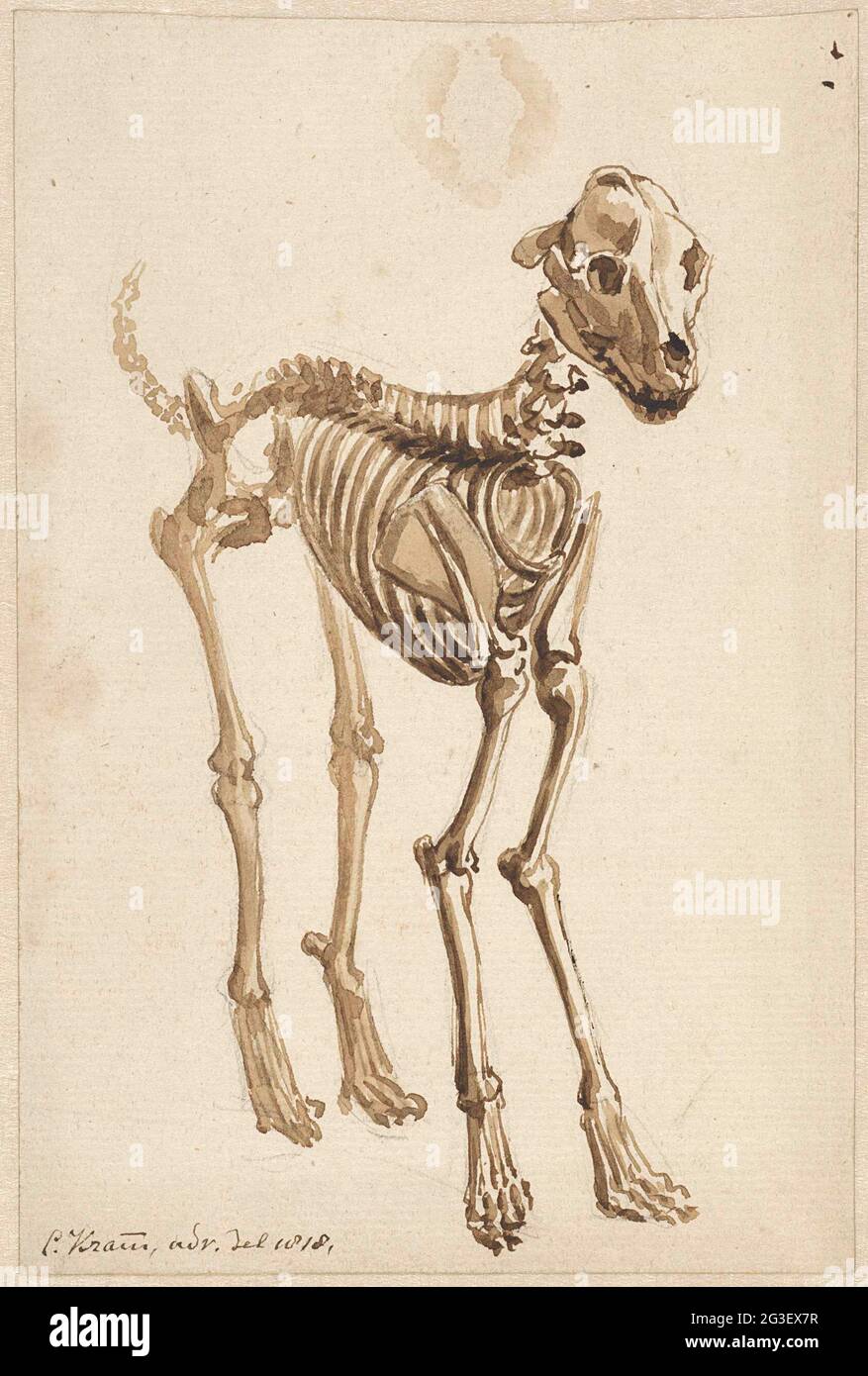 The skeleton of a dog, sloping from the front. The skeleton of a dog ...
