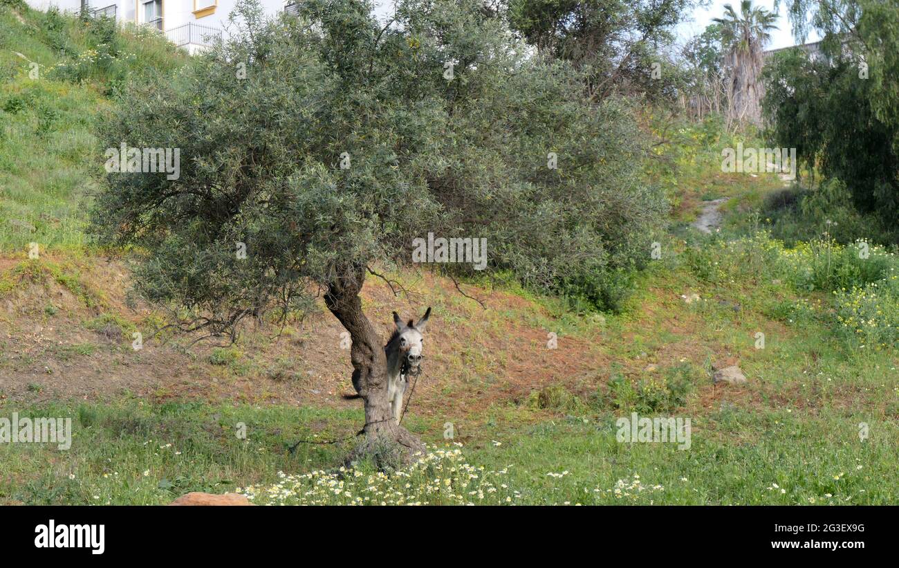Donkeys tethered hi-res stock photography and images - Alamy