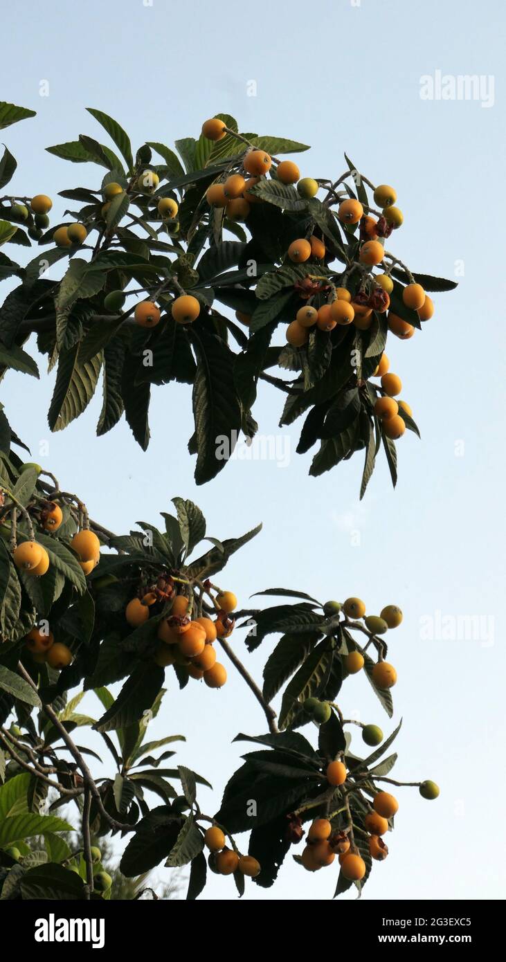 Nispero tree hi-res stock photography and images - Alamy