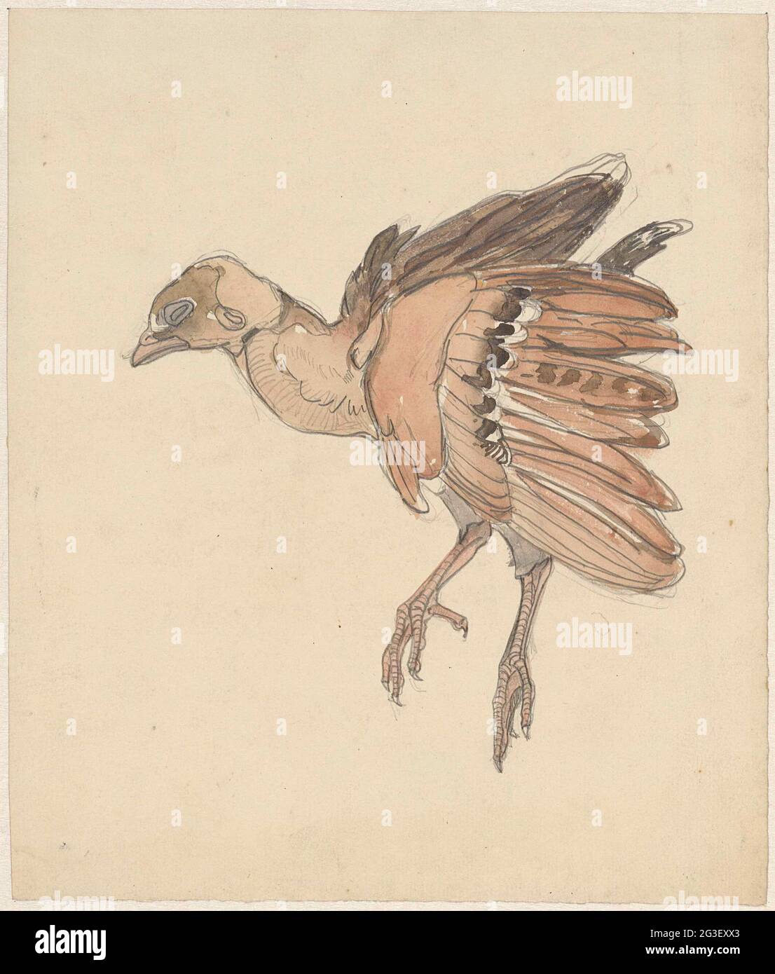 Dead bird (partridge Stock Photo - Alamy