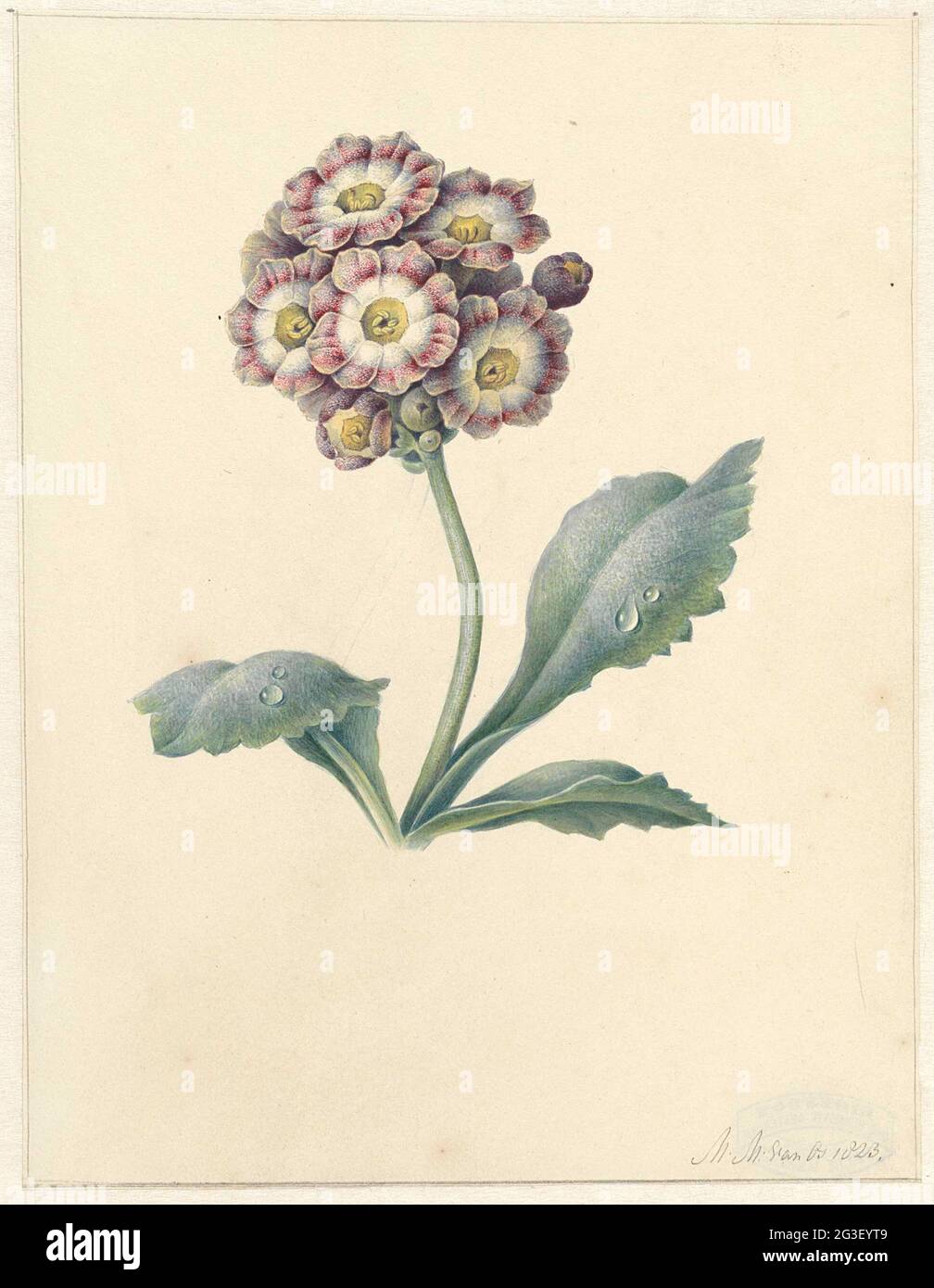 Flower study Stock Photo - Alamy