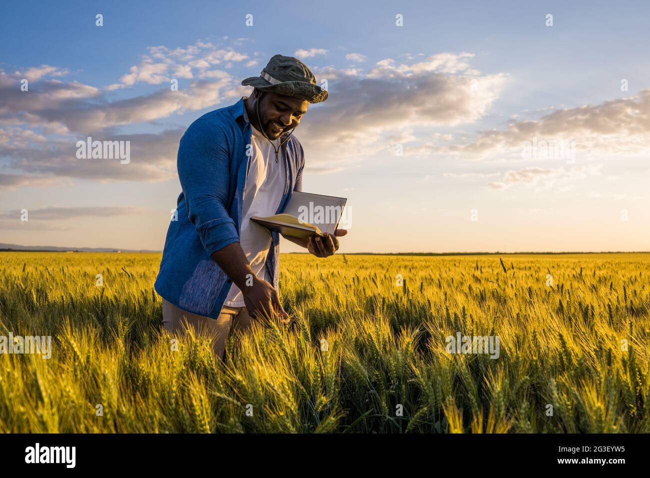Farmer is standing in his growing wheat field. He is examining crops ...