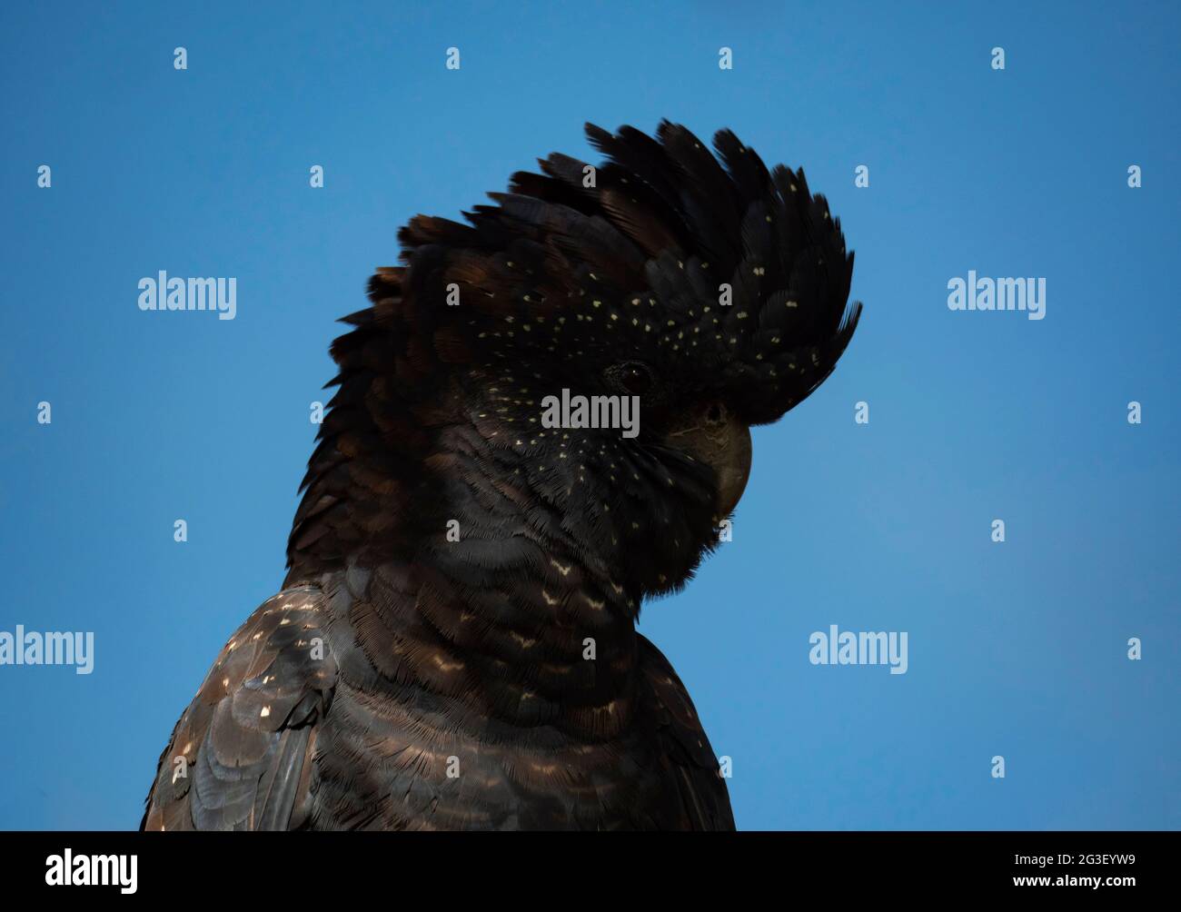 Red-tailed black Cockatoo, Calyptorhynchus banksii, juvenile male with ...