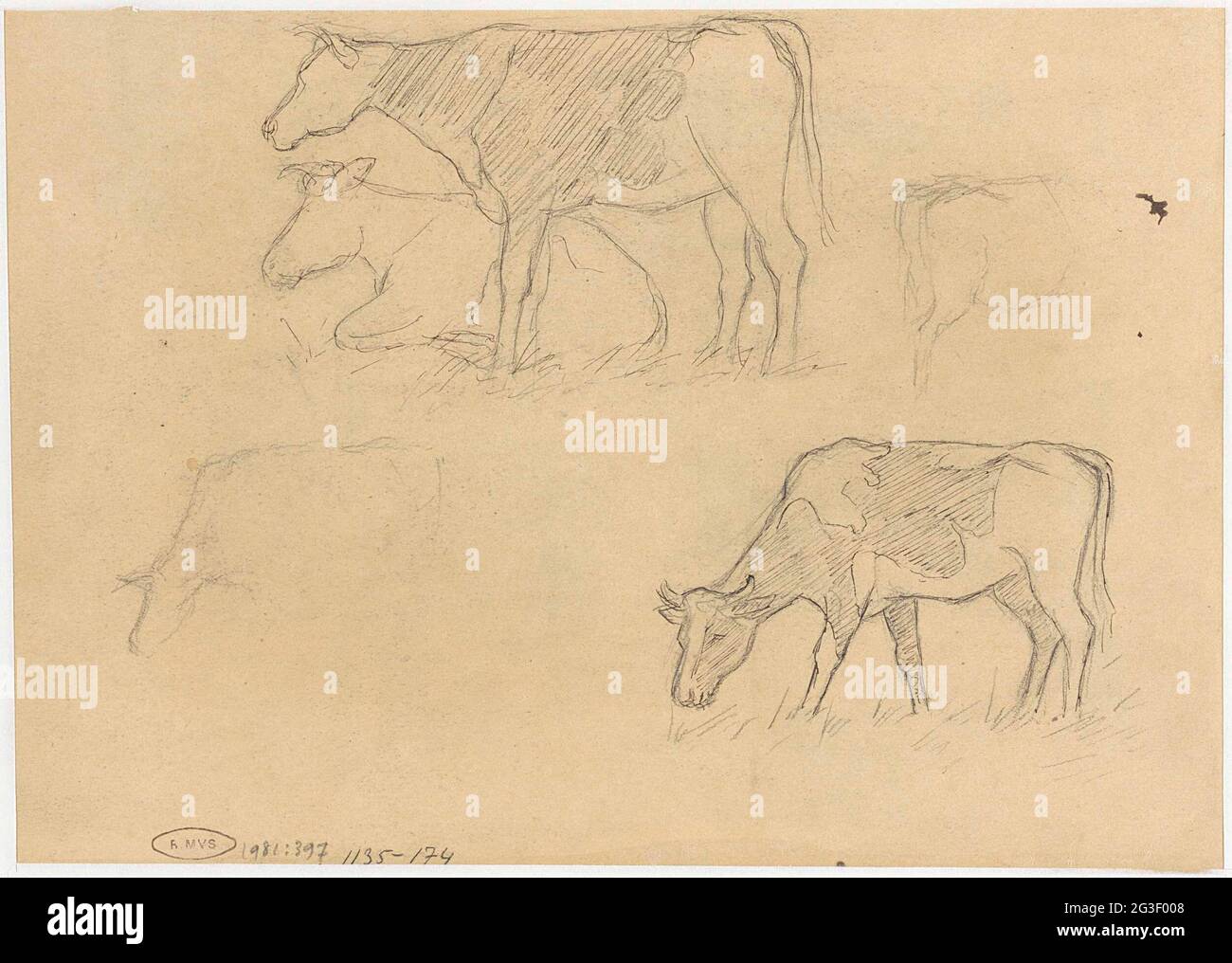 Studies of cows Stock Photo - Alamy