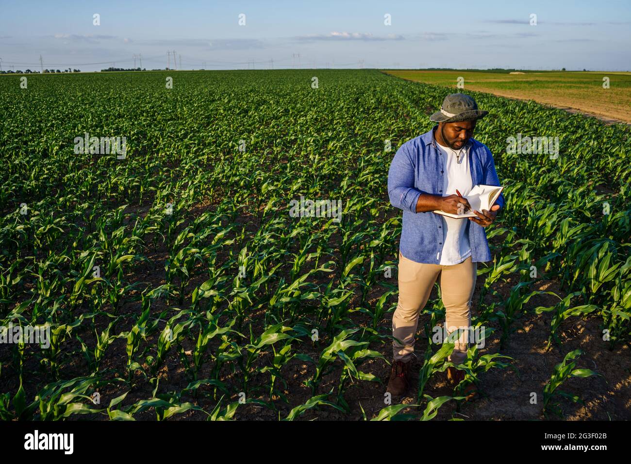 Farmer is standing in his growing corn field. He is examining crops ...