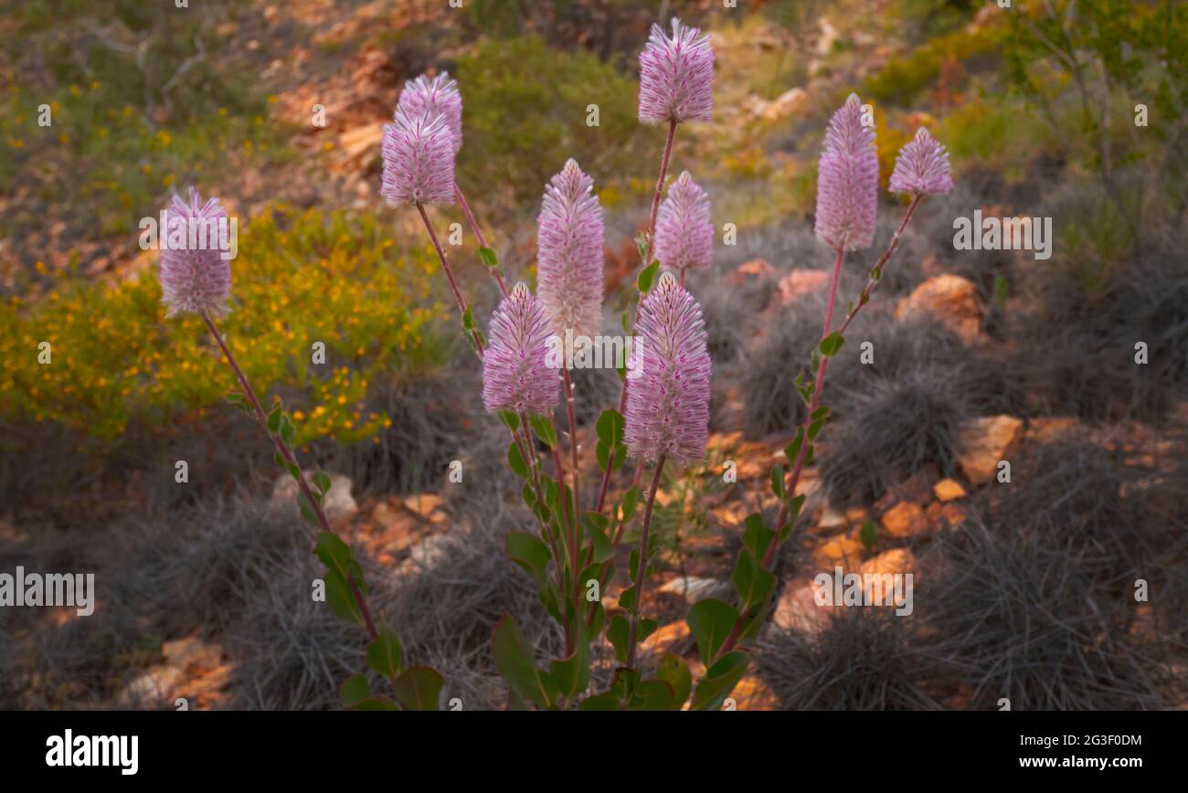 Purple mulla mulla hi-res stock photography and images - Alamy