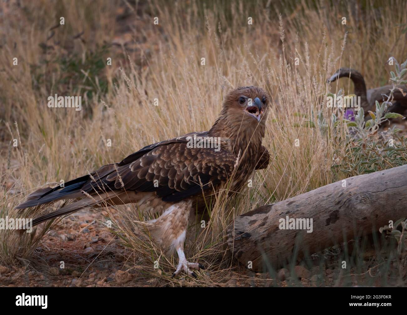 Whistling Kite, Haliastur sphenurus, calling out with beak open in ...