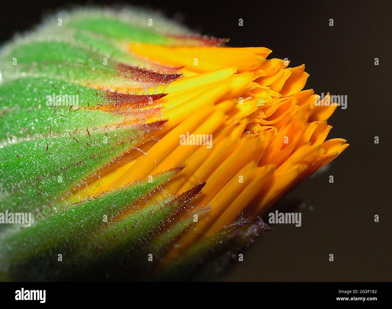 Margarite hi-res stock photography and images - Alamy