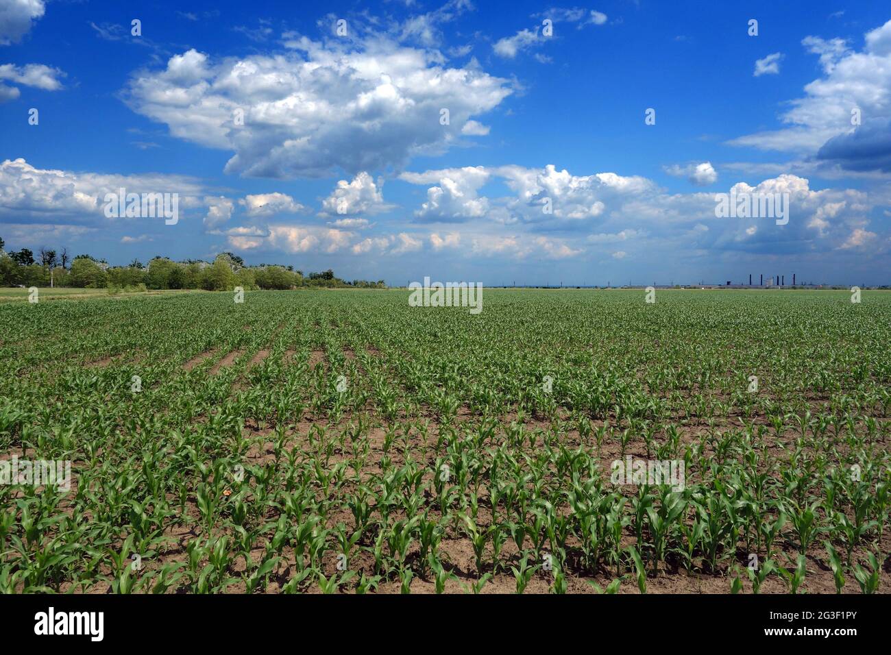 Corn cultivation in the Baragan plain at the beginning of the summer ...