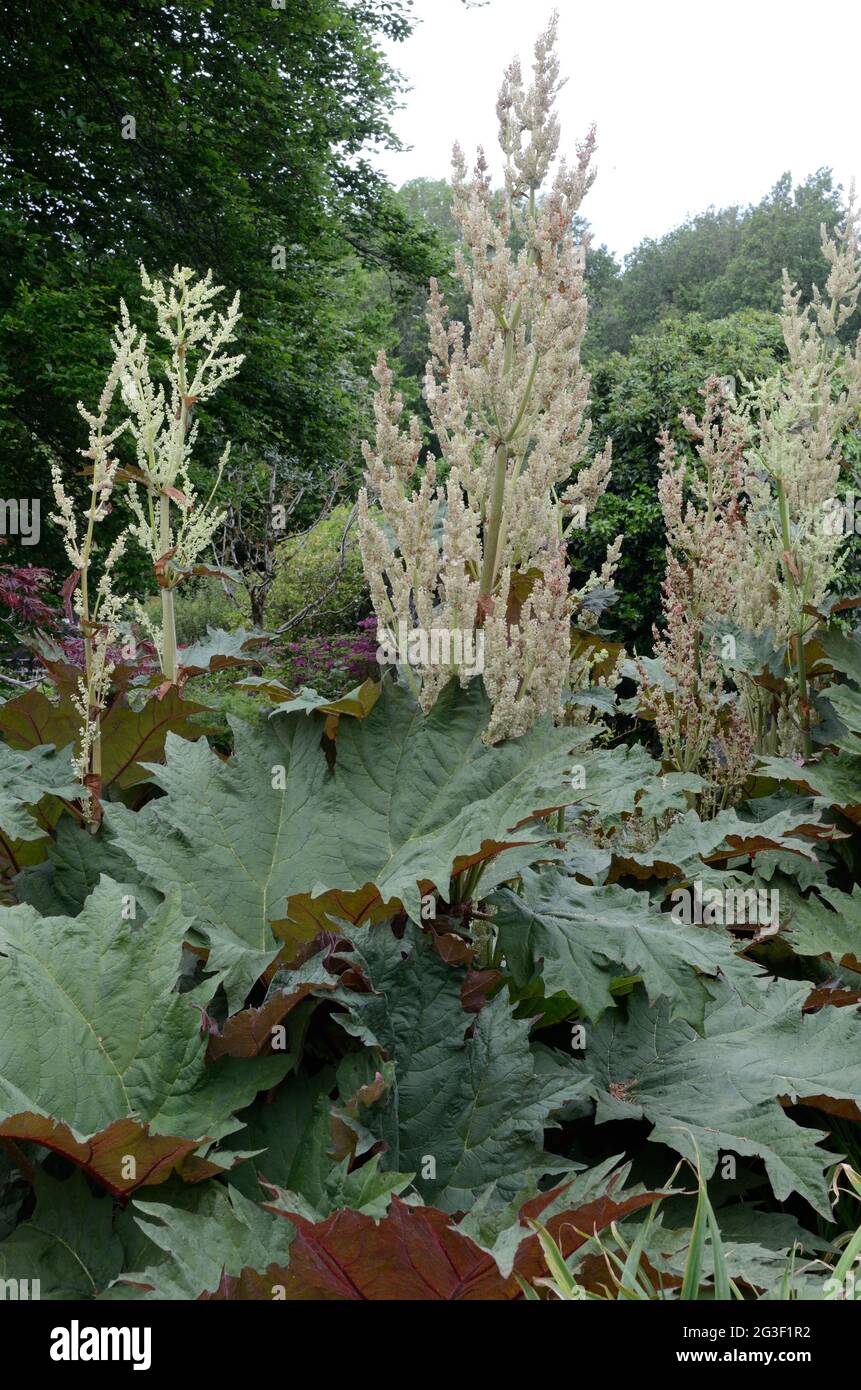 Rheum Palmatum High Resolution Stock Photography and Images - Alamy