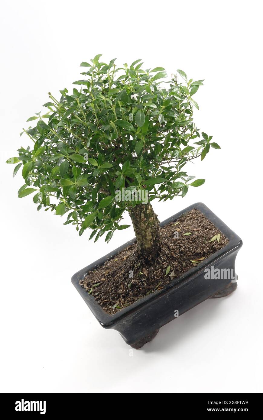 Bonsai japan Cut Out Stock Images & Pictures - Alamy