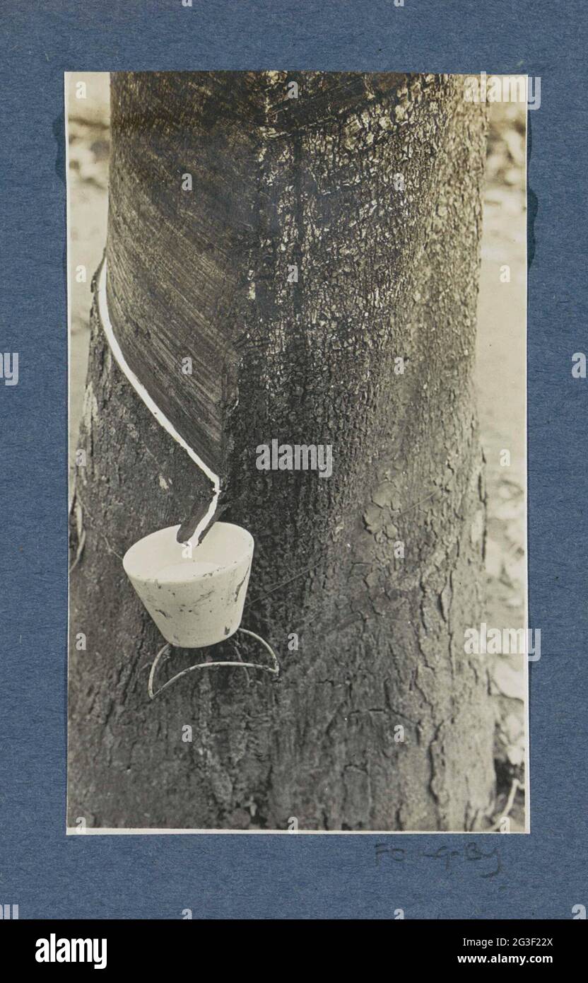 Come on a tree to collect latex (rubber juice) on a plantation on ...