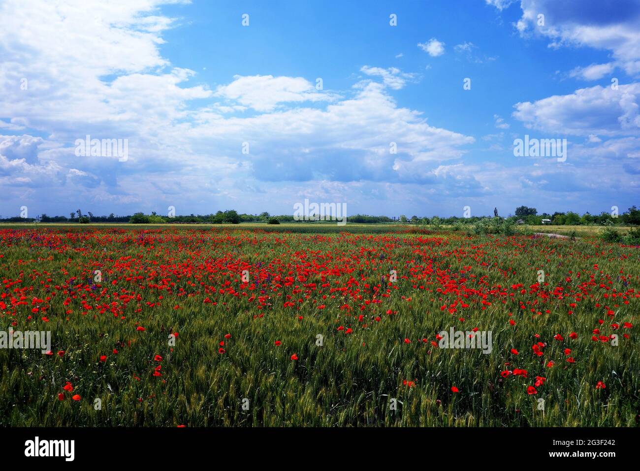 Wheat crop in the Baragan plain at the beginning of the summer season ...