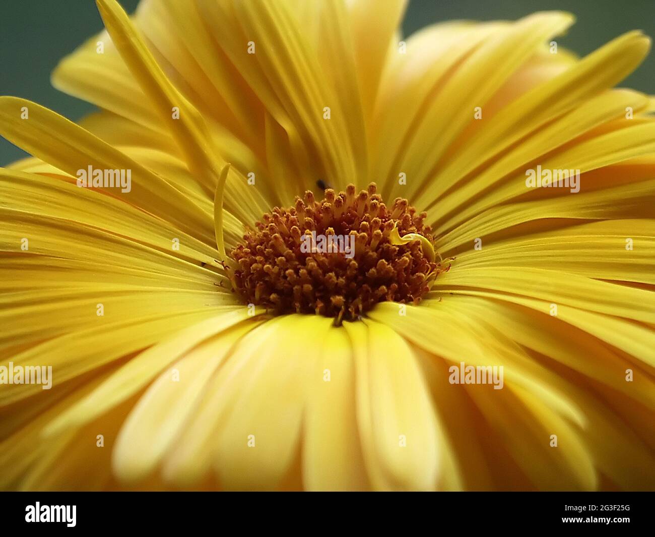 Margarite hi-res stock photography and images - Alamy