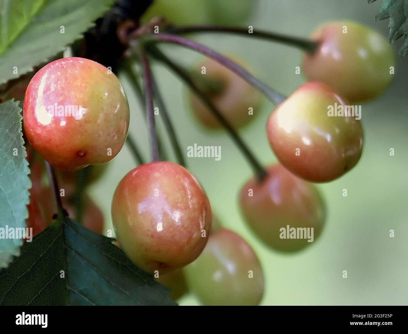 Chge hi-res stock photography and images - Alamy