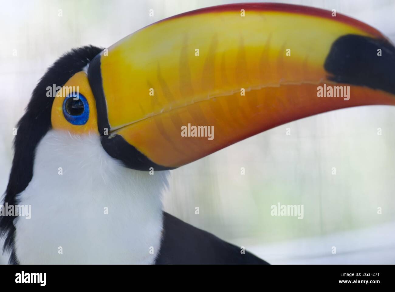 Tucan hi-res stock photography and images - Alamy