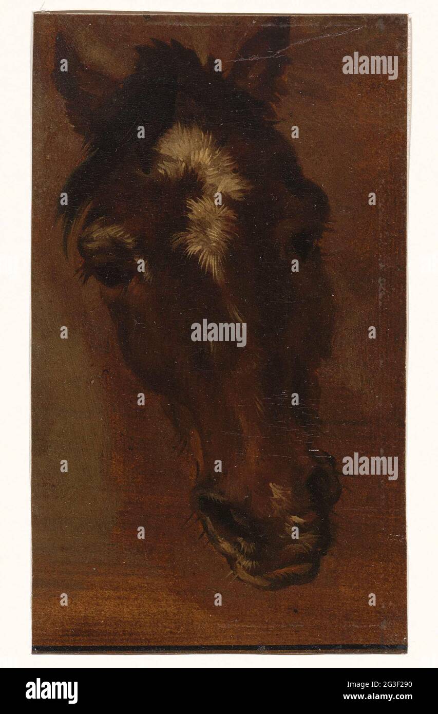 Horse head Stock Photo - Alamy