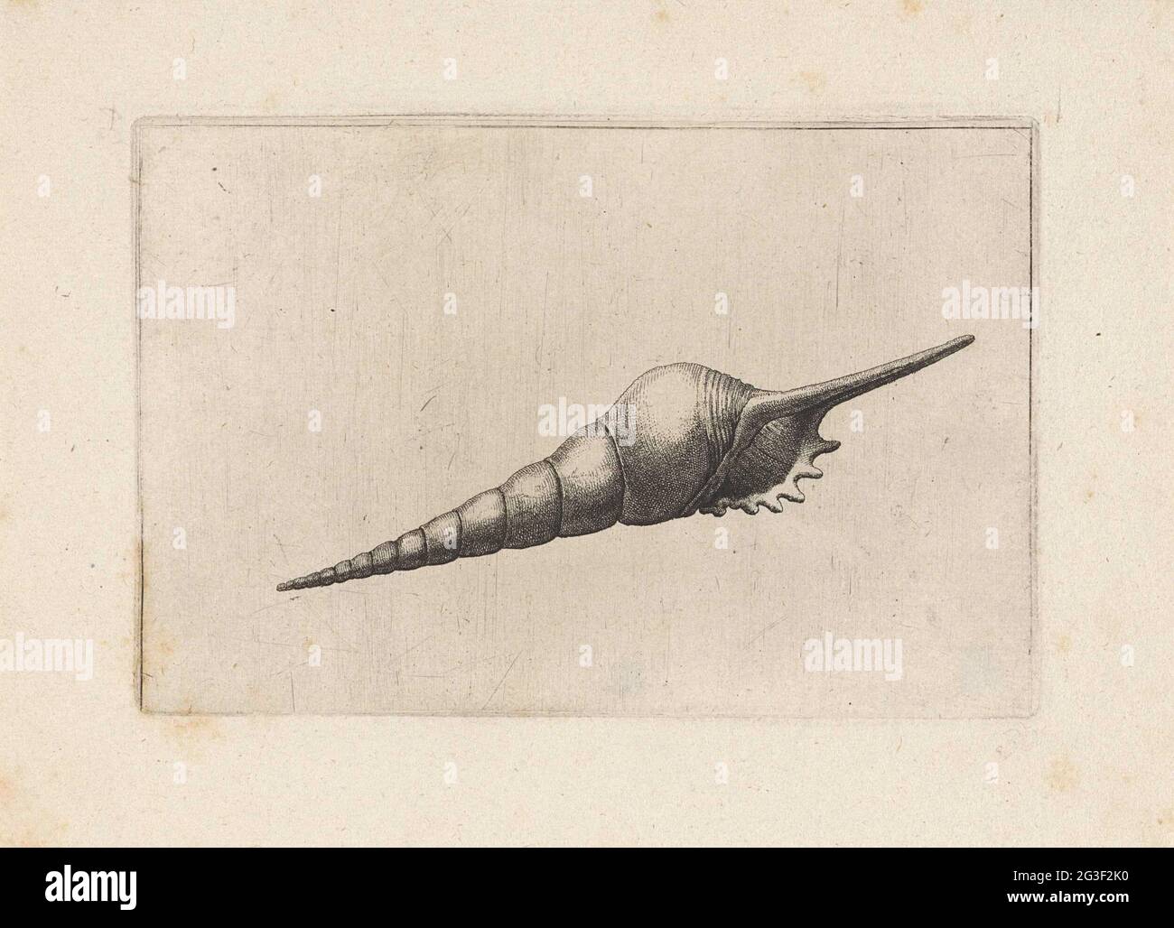 Tibia shell hi-res stock photography and images - Alamy