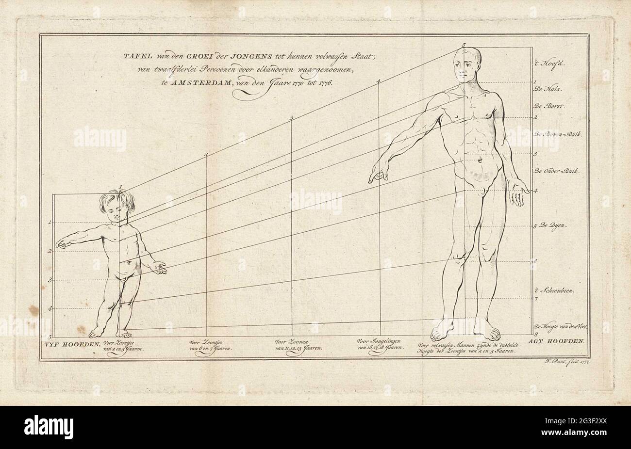 Table with proportion of proportion of a toddler and an adult man ...