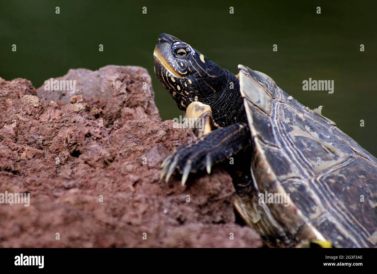 Trachemys hi-res stock photography and images - Alamy