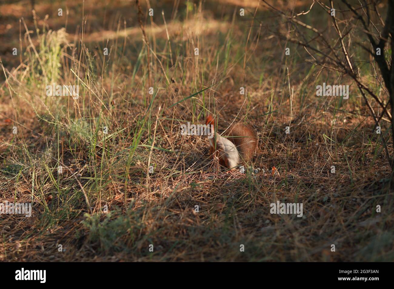 tame fluffy squirrel in the forest close-up eating nuts Stock Photo - Alamy
